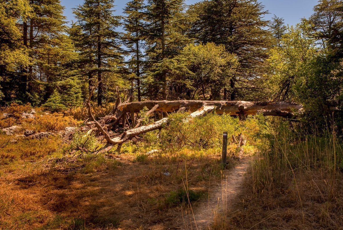 Horsh Ehden Nature Reserve (Hiking Trail) - Lebanon Tourism Guide