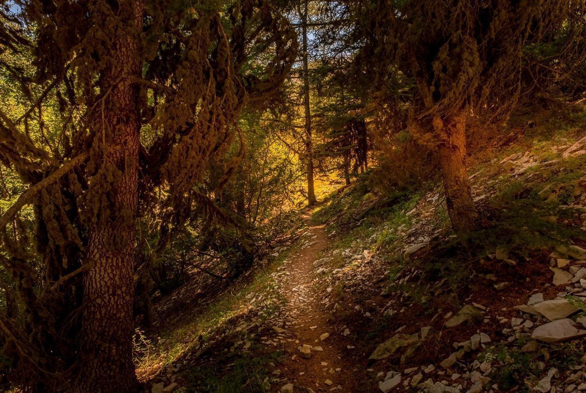 Horsh Ehden Nature Reserve (Hiking Trail) - Lebanon Tourism Guide