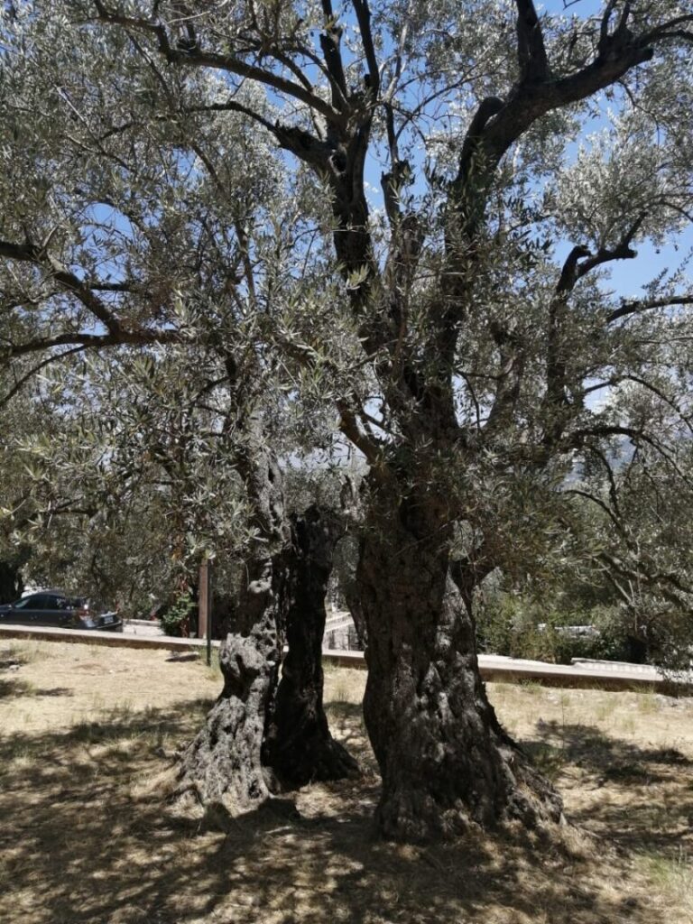 The olive grove – kawkaba - Lebanon Tourism Guide