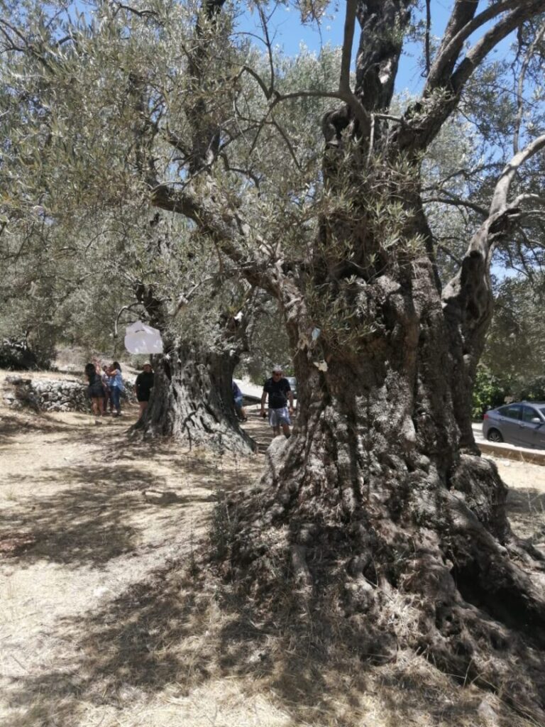 The olive grove – kawkaba - Lebanon Tourism Guide