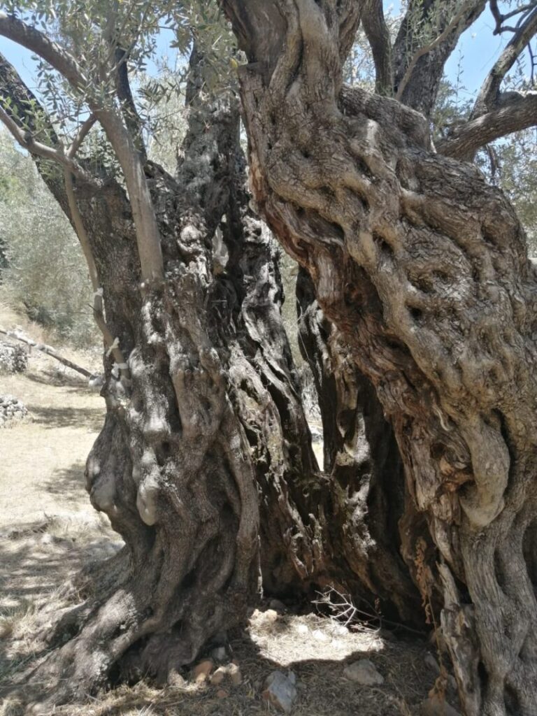 The olive grove – kawkaba - Lebanon Tourism Guide