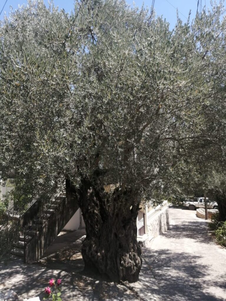 The olive grove – kawkaba - Lebanon Tourism Guide