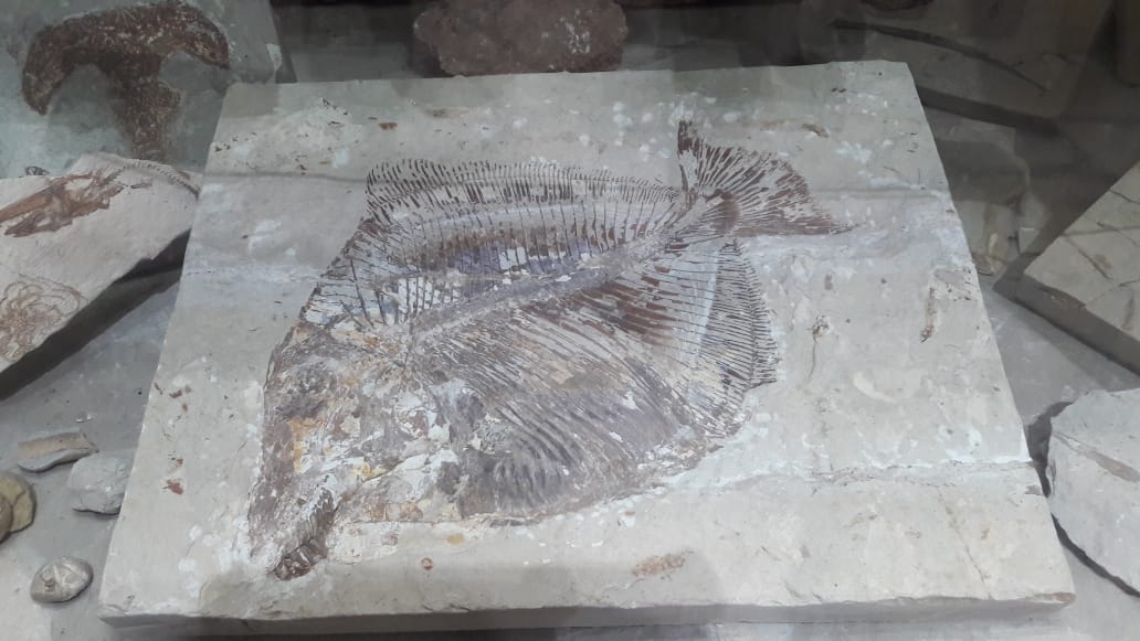 Expo Hakel – Lebanese Fossil Museum - Lebanon Tourism Guide