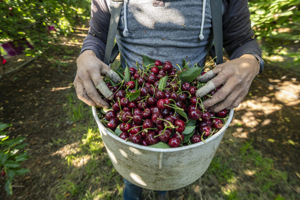 Cherry Good Karaz Hammana Orchards - Lebanon Tourism Guide